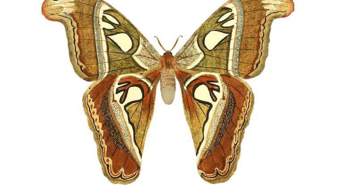 Introduction to the Butterfly Spread Options Trading Strategy - Options ...